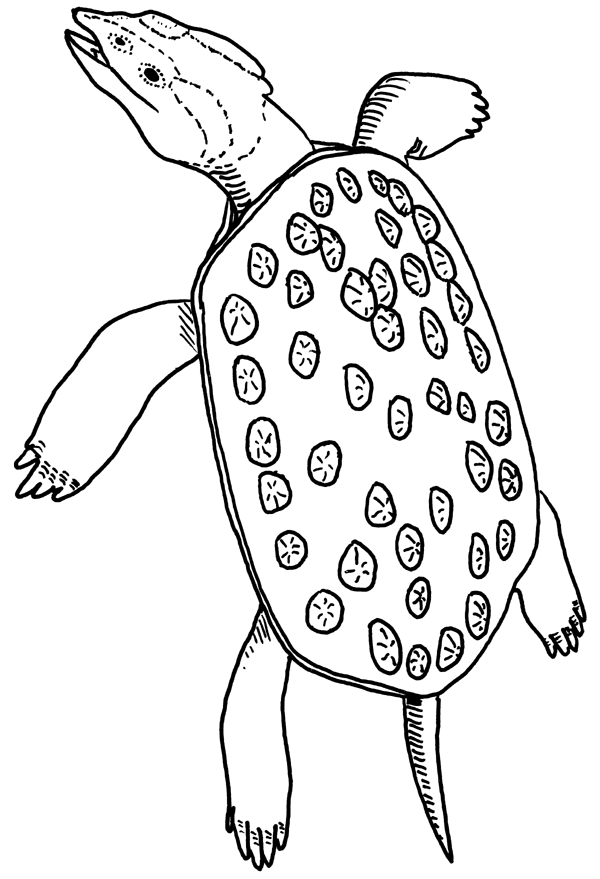 Dinosaurier-Interesse - PLACOCHELYS